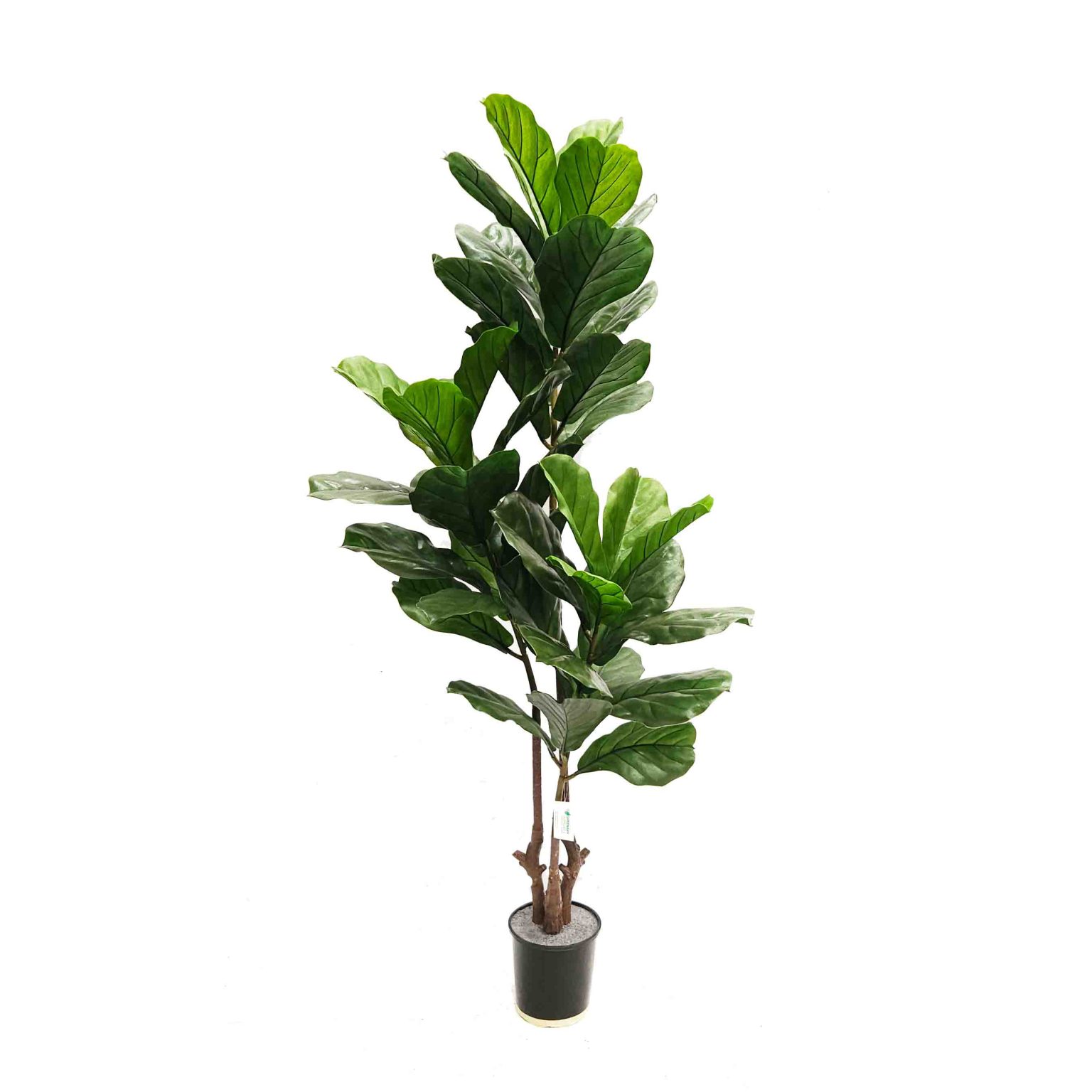 Realistic Fiddle Leaf Fig Tree | Greenery Imports NZ
