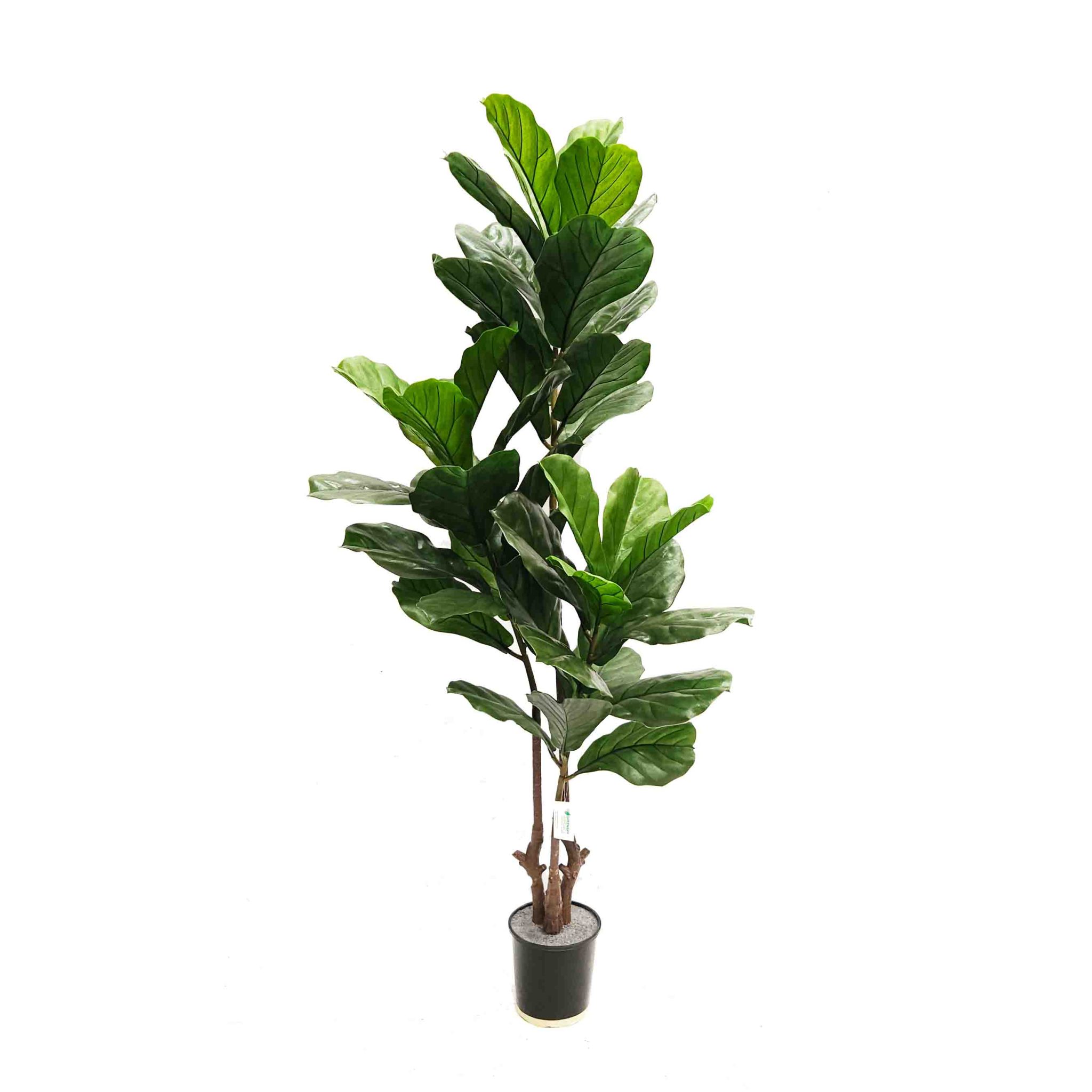 1.6m Tall Fiddle Leaf Fig | Greenery Imports NZ