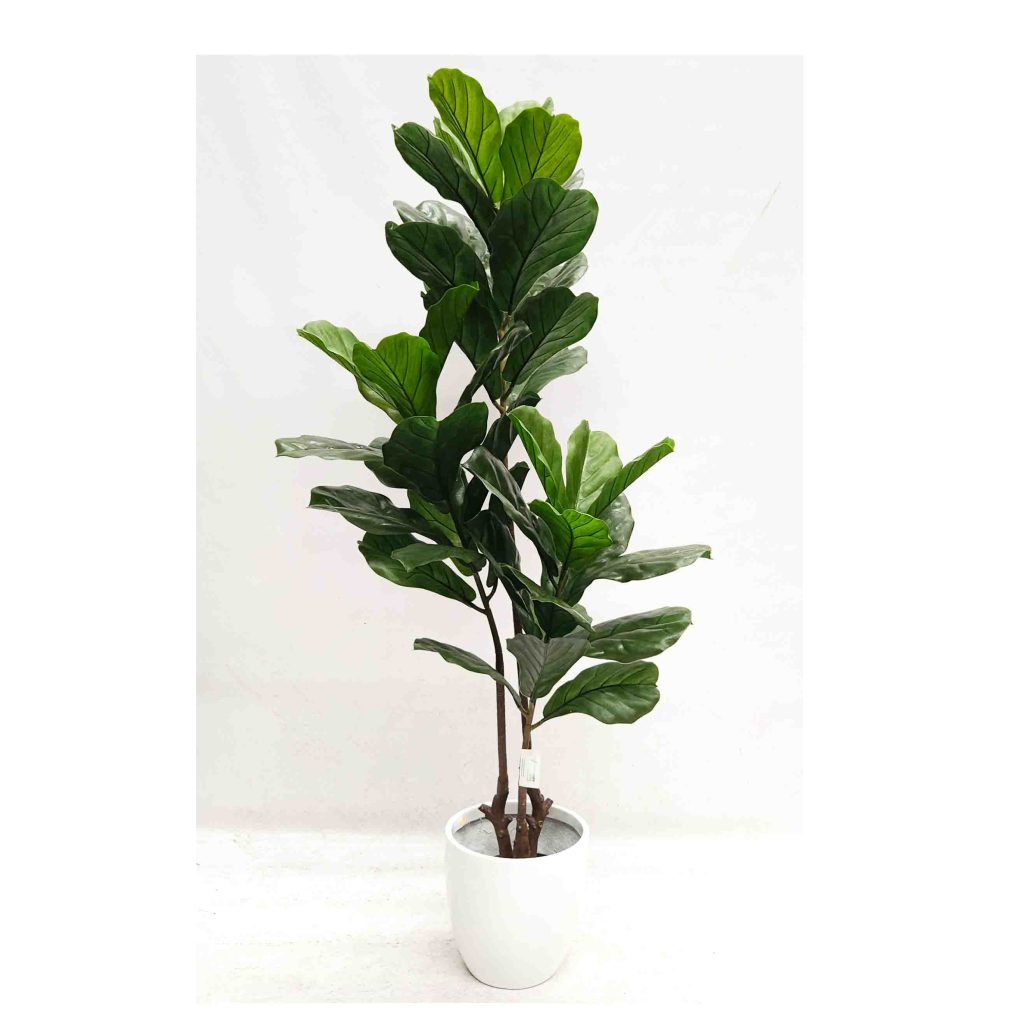 Artificial Triple Stem Fiddle Fig Tree 1.6m UV with Fibreglass Pot