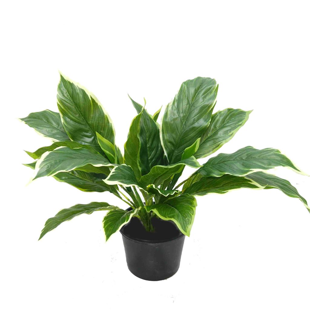 Double Variegated Hosta Plant 40cm with Real Touch Leaves UV Stabilised ...