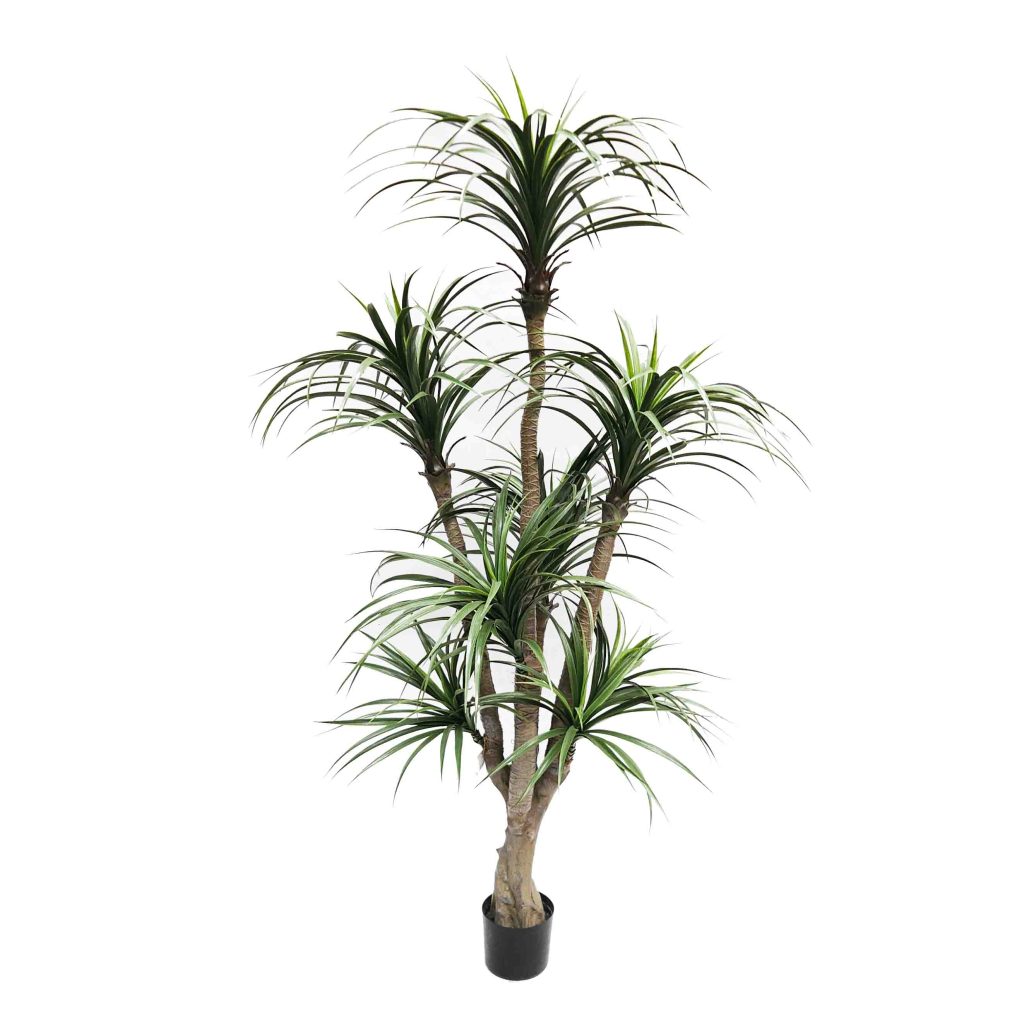 Giant Yucca Tree 2m UV Stabilised | Greenery Imports NZ