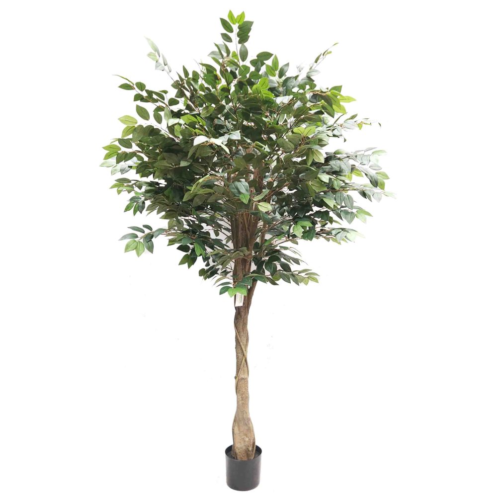 Ficus Tree UV Stabilised 180cm | Greenery Imports NZ